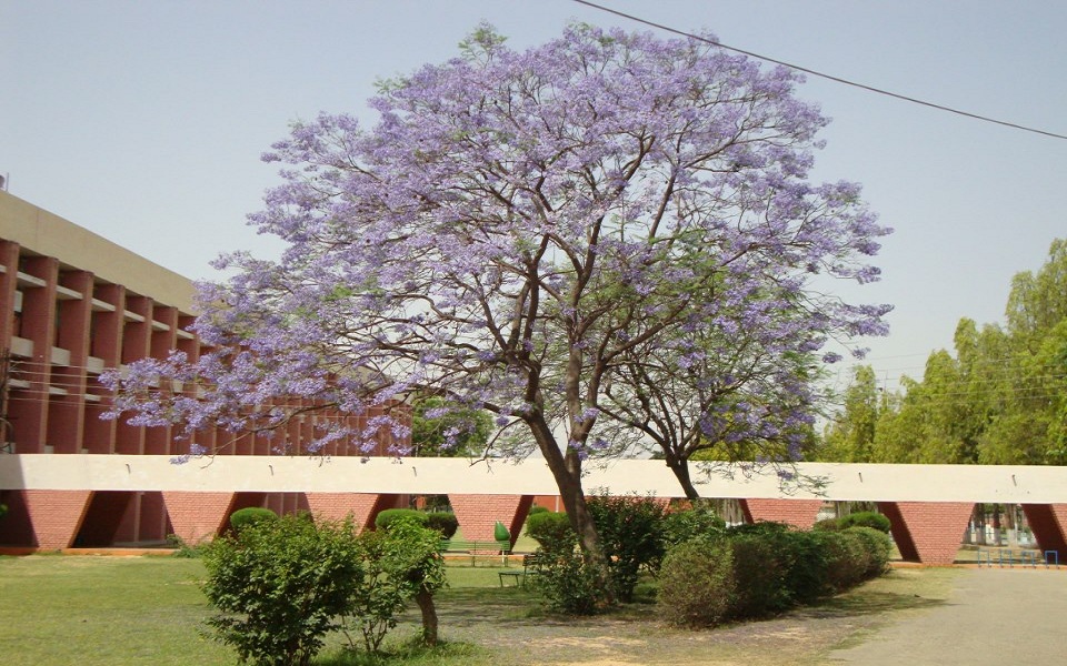 NIT Kurukshetra Gallery