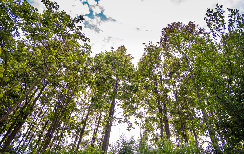 IIT Guwahati Rankings 2024: NIRF, QS World