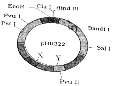 NEET 2024 Question Paper T2 Available: Download Solution PDF with Answer Key