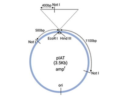 IISER 2023 Question Paper, and Answer Keys (Available)