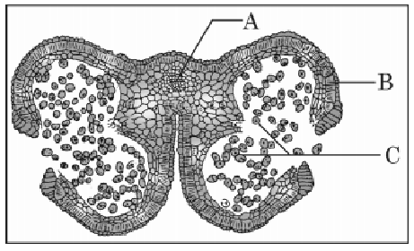 CBSE Class 12 Biology Question Paper 2024 (Set 2- 57/4/2) with Answer Key