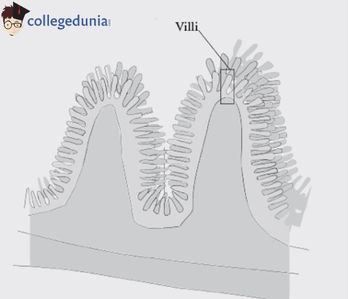 How is the small intestine designed to absorb digested food?