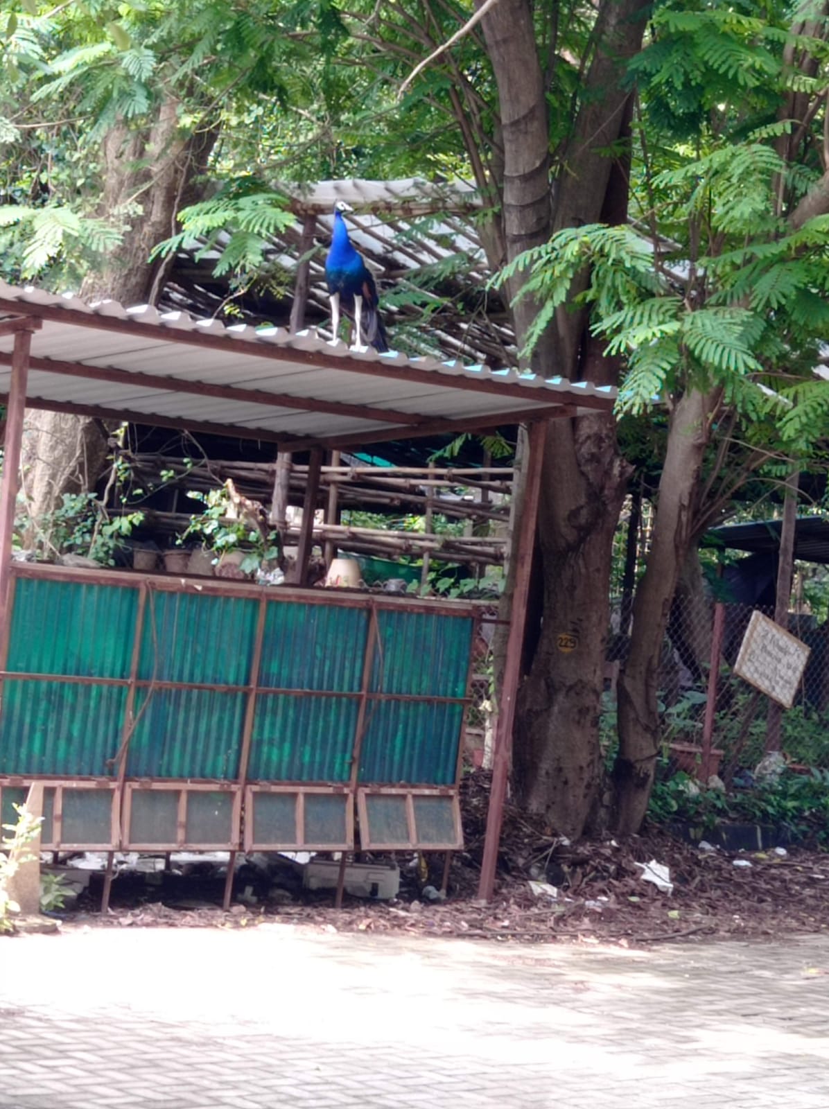 SPIT: Fees, Admission 2025, Courses, Cutoff, Ranking, Placement